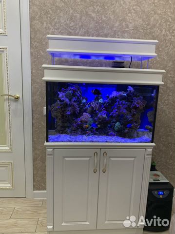 Аквариум морской