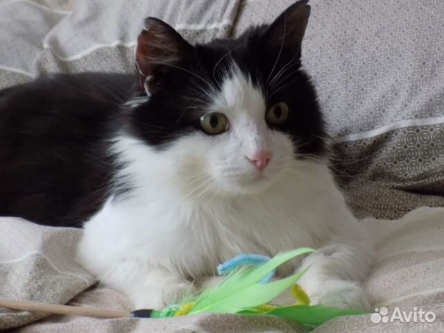Котофей