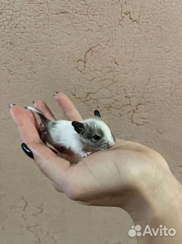 Бельчата Дегу