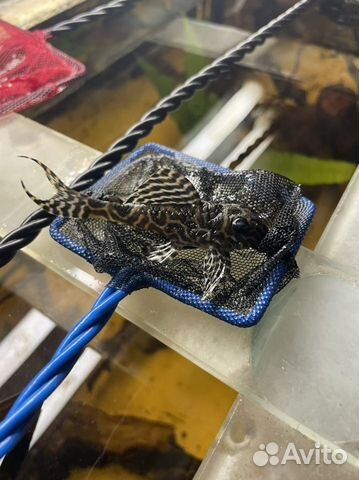 Номерной сом l-066