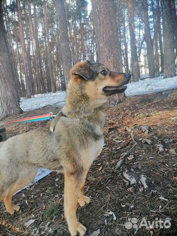 Щенок девочка