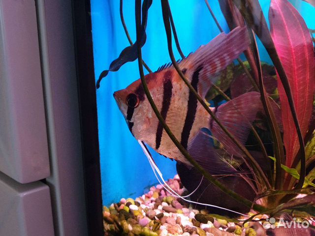 Скалярия Рио-нанай