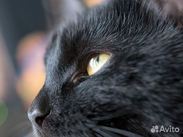 Котик обречен