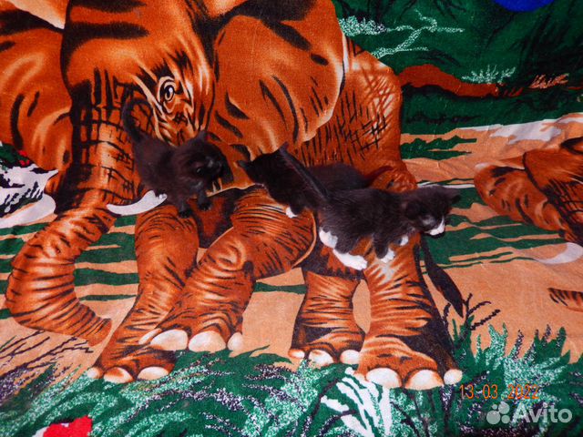 Котята чёрные домашние бесплатно