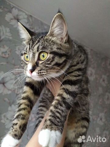 Котенок