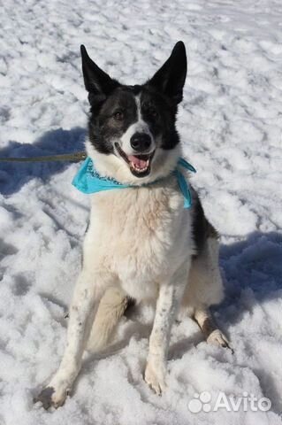 Ищу семью воспитанная собака