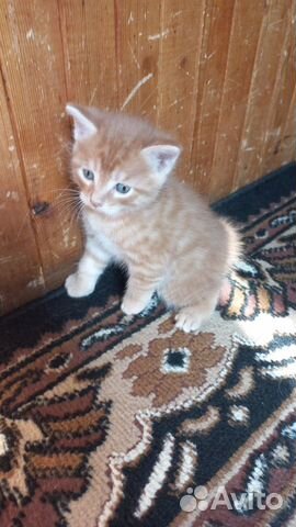 Курильский бобтейл