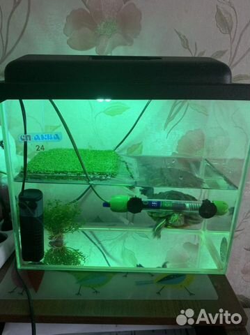 Красноухая черепаха с аквариумом
