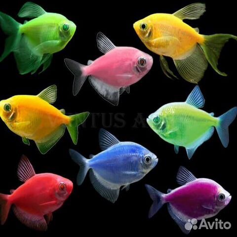 Рыбка Тернеция 5 шт