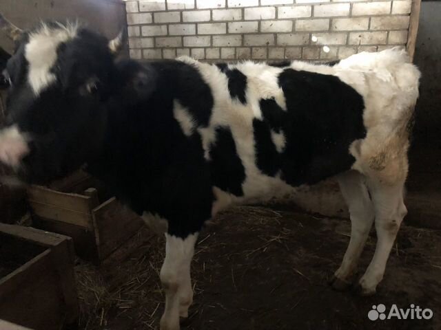 Телка 2 года