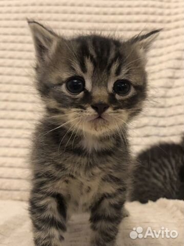 Британские котята