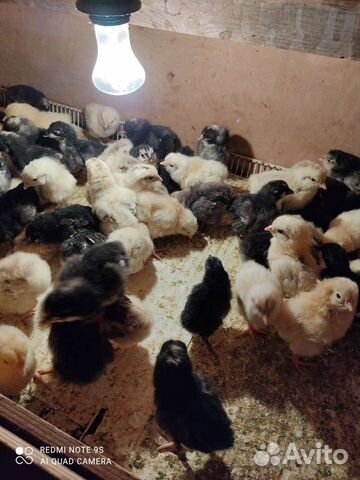 Продажа кур цыплят