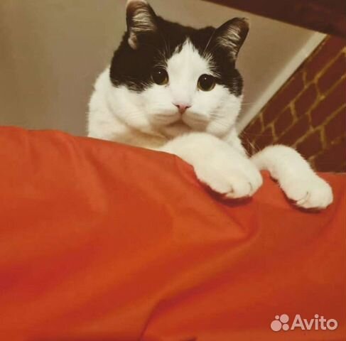 Котик в добрые руки