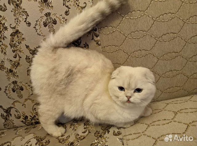 Шотландская вислоухая