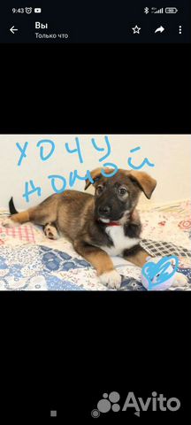Щенок в добрые руки