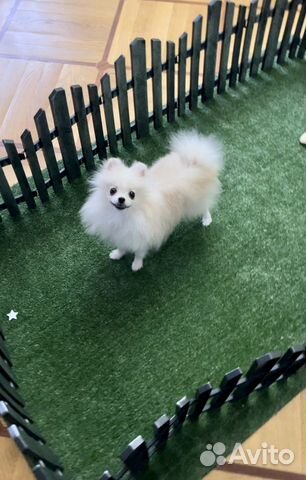 Померанец 1.9 кг Малыш мини