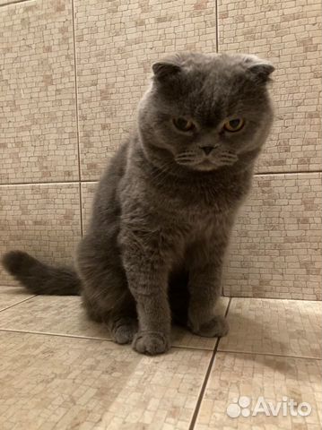 Шотландский кот в дар