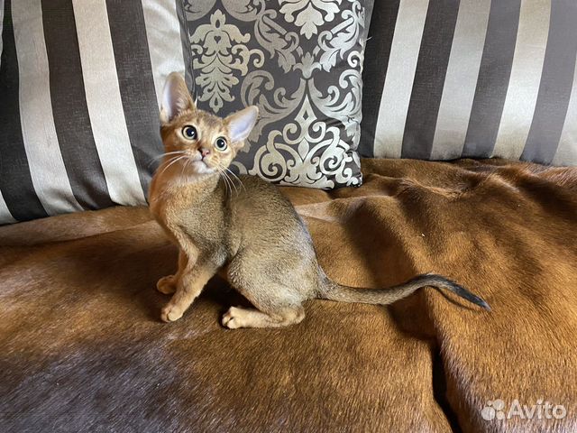 Абиссинская кошечка Ариана