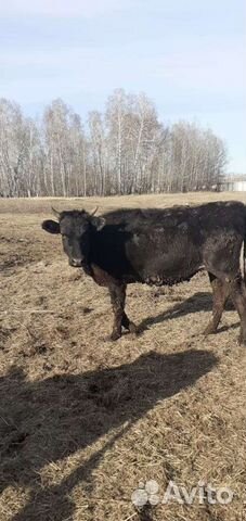 Быки и телка