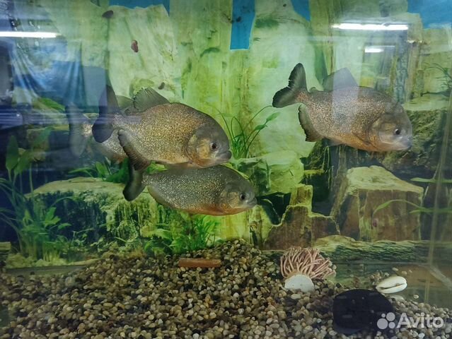 Пираньи хищные