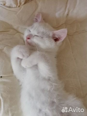 Шотландская прямоухая кошка