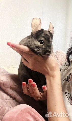 Шиншилла