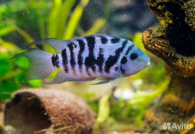 Цихлида полосатая