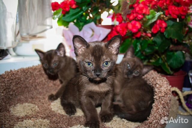 Бурманские котята