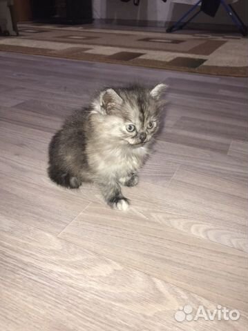 Котята ангорка