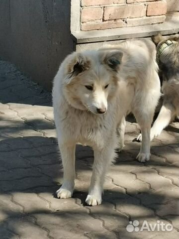 Красавица Белка