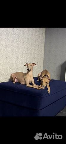 Кобель левретки вязка