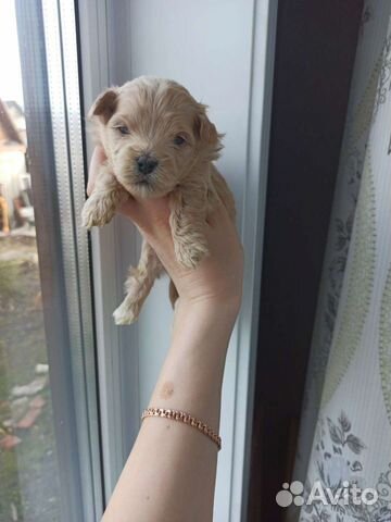 Мальтипу Ф1 mini мальчик карамель в Корейском типе