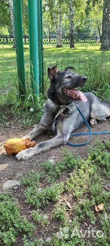 Жизнерадостный пёс Гриша в поисках дома