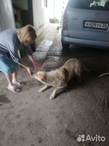 Продаю суку Алабай