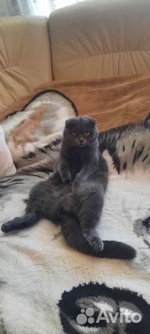 Котята британских вислоухих