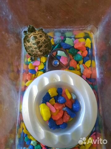 Черепаха с аквариумом