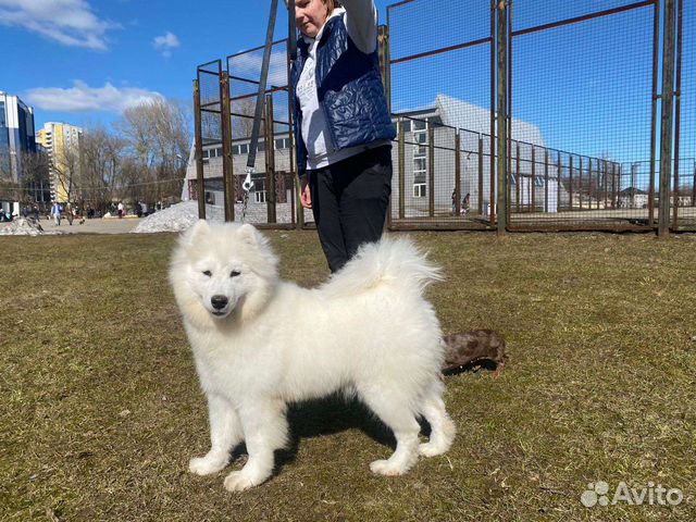 Самоедская собака щенки