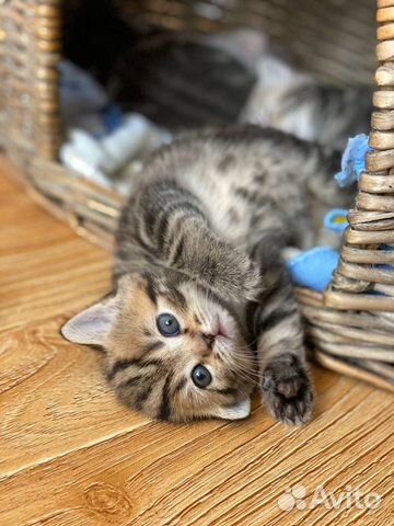 Шотландские мраморные котята