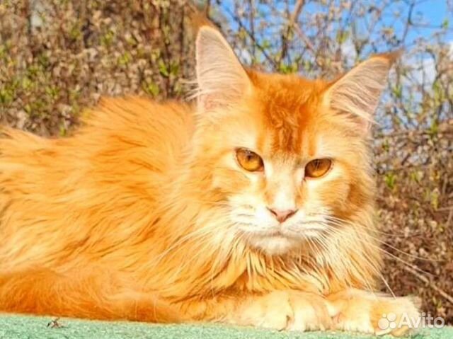 Полидакт. Кошка. 11 мес. В разведение