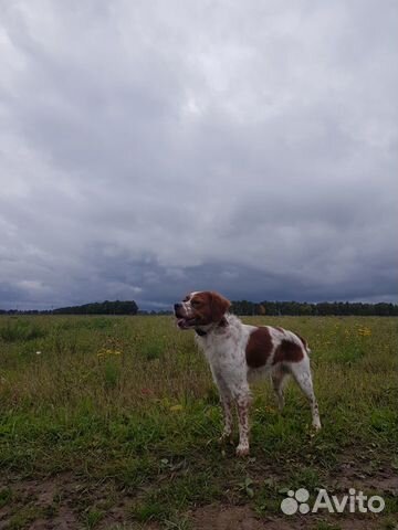 Ищем девочку для свидения (бритонский эпаньоль)