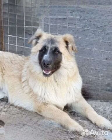 Стелла в дар