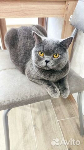 Британский кот 2г