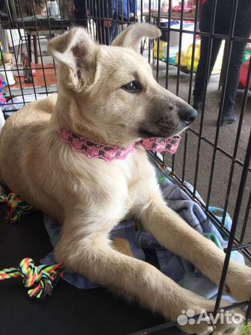 Собачки ищут дом и добрые руки