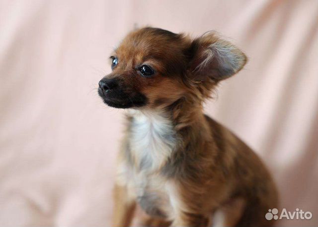 Маленькая собака