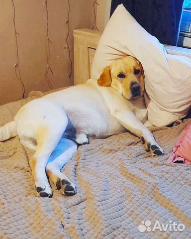 Щенки лабрадора