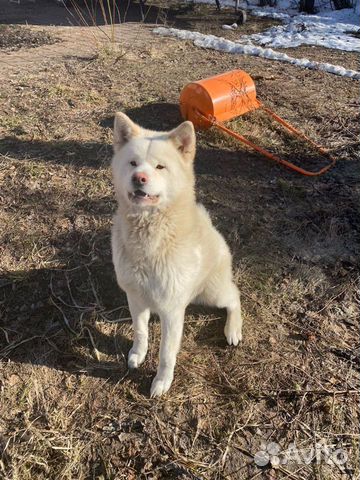 Собака в добрые руки Акита