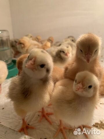Цыплята