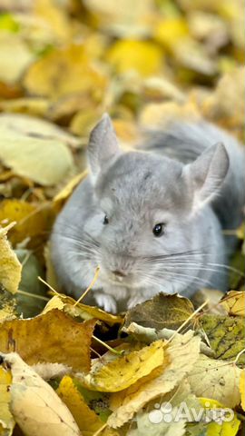 Шиншилла с витриной 1 год
