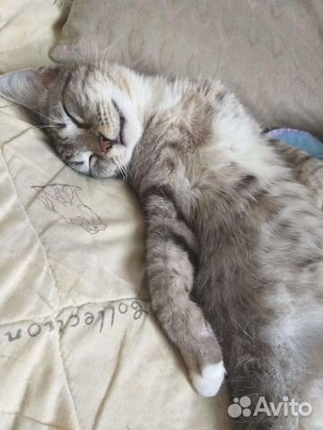 Котёнок Генрик