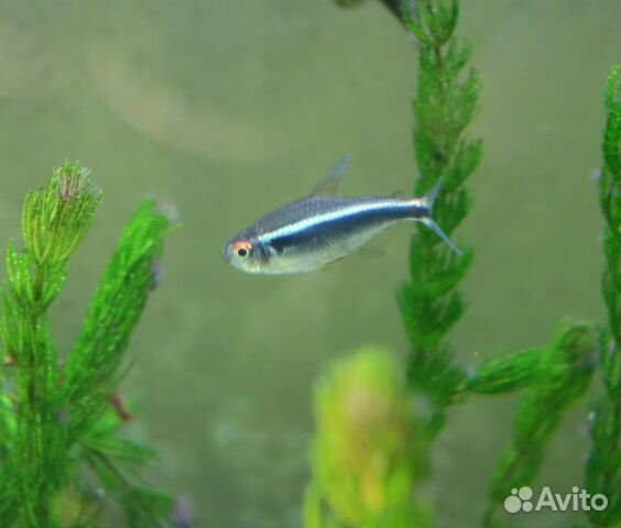 Неон чёрный